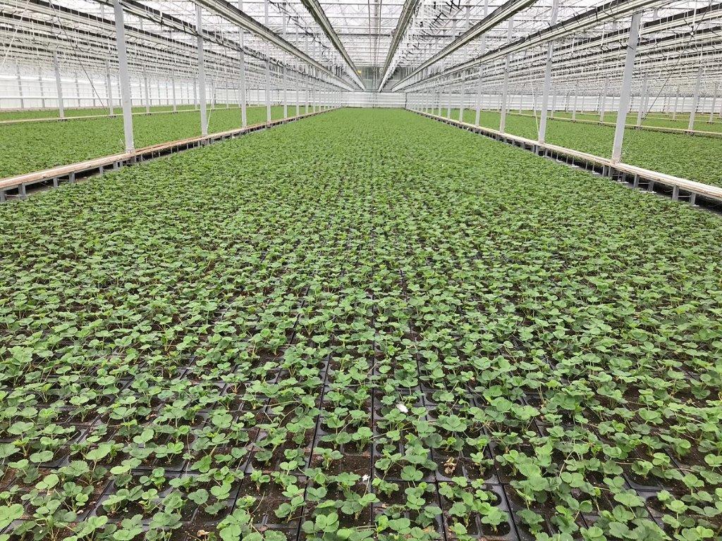 Substrate for small and soft fruit - Lensli